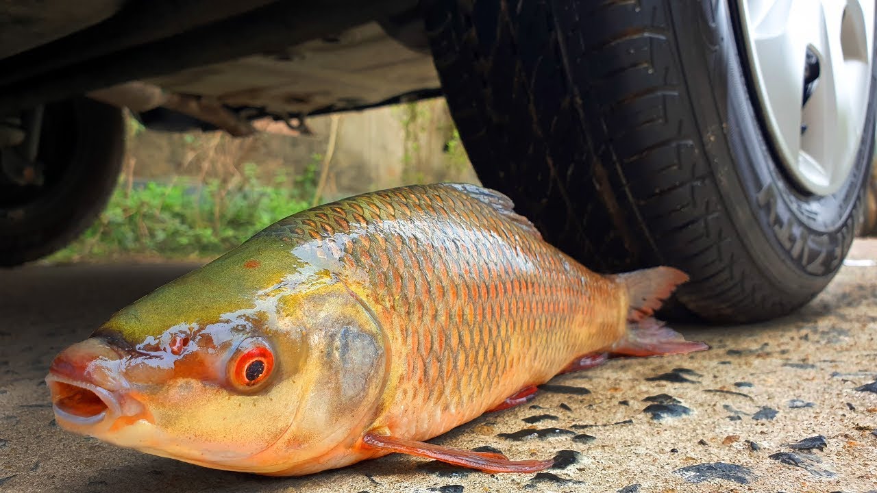Crushing Crunchy & Soft Things By Car | Experiment Car vs Fish | Car ...