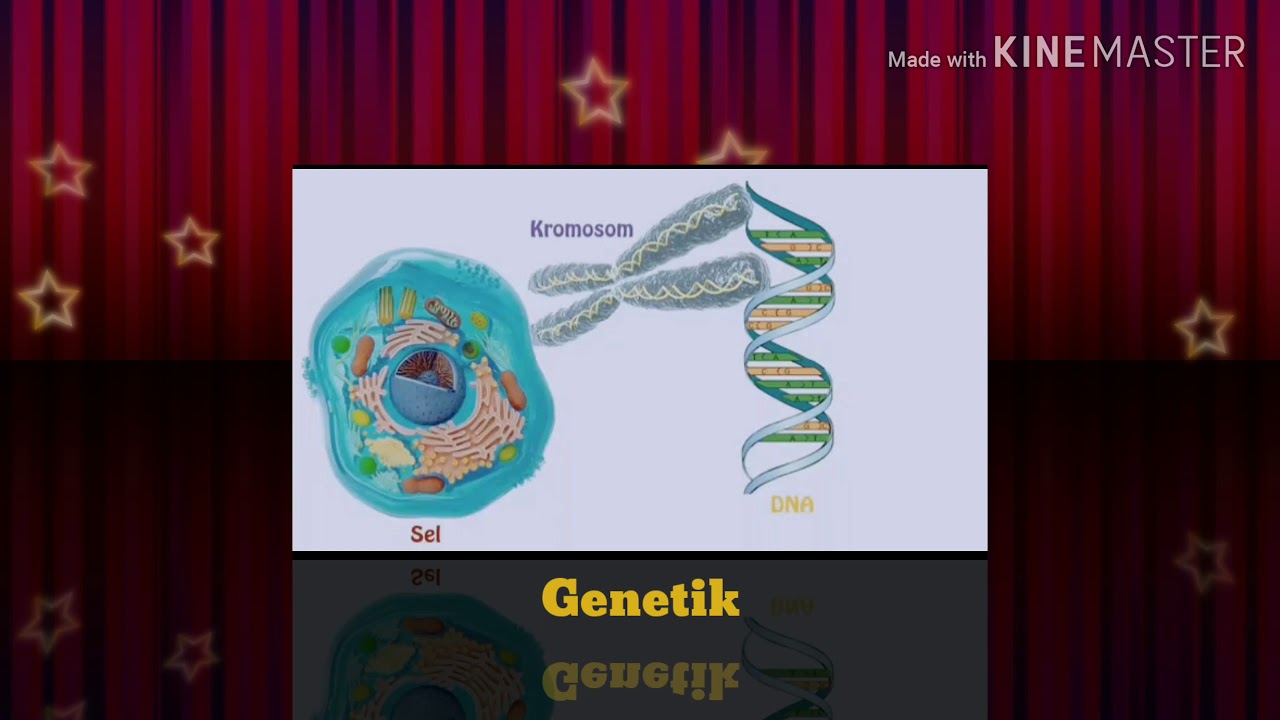 Genetik DNA - YouTube