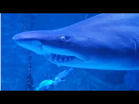 Shark Aquarium Maritime Norwalk CT - YouTube