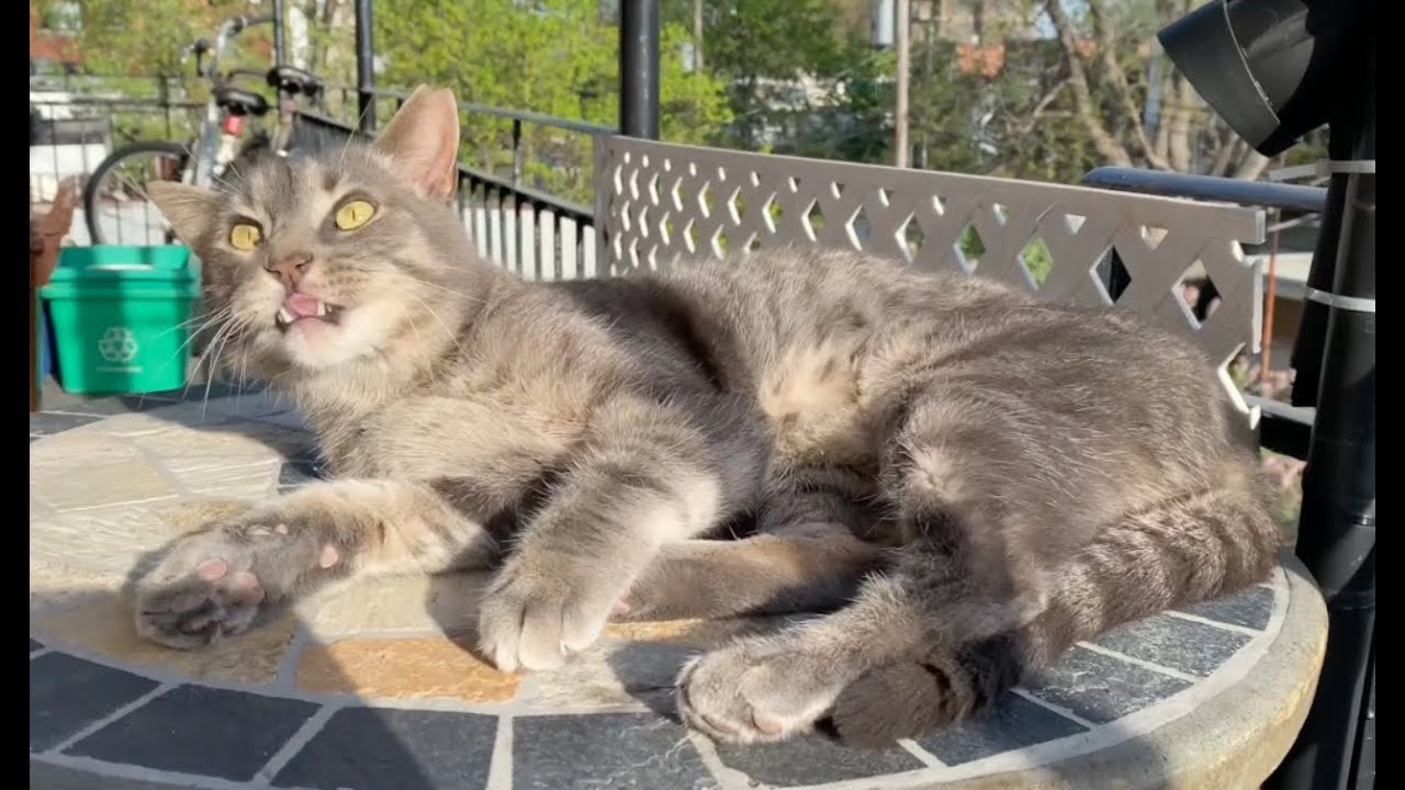 Beautiful Cat's Morning Routine - YouTube