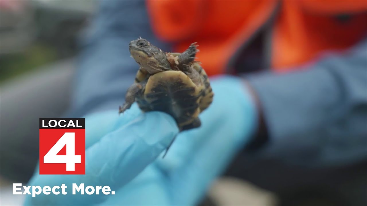 56 turtles rescued during pipeline project released in Michigan - YouTube