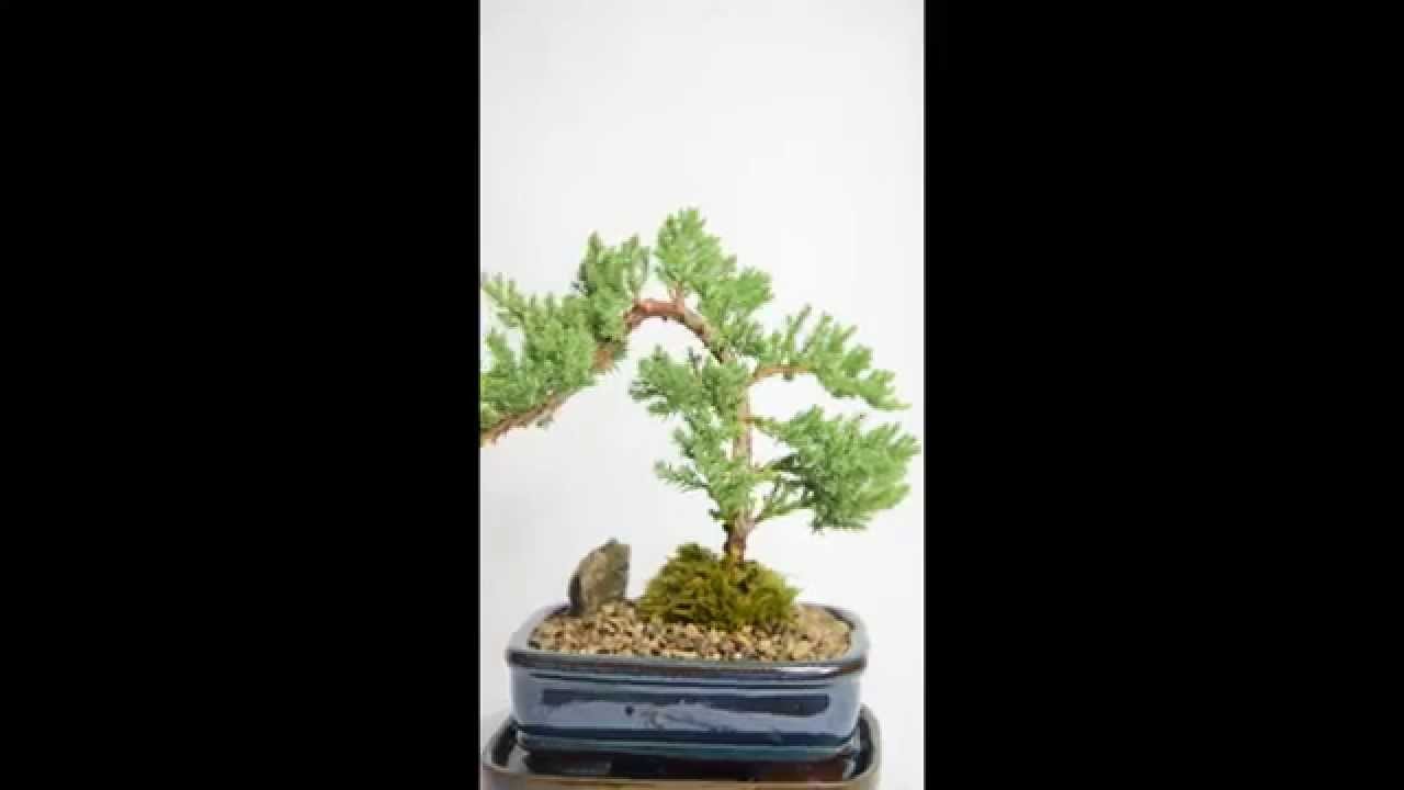 Bonsai Juniper Small 5" - YouTube