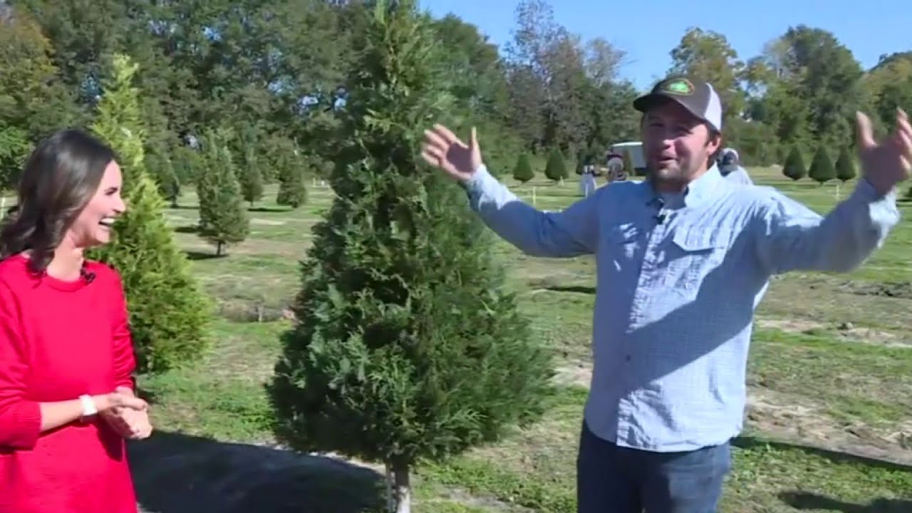 Froberg s Tree Farm In Alvin Ready For You To Choose And Cut Your Own froberg-s-tree-farm-in-alvin-ready-for-you-to-choose-and-cut-your-own