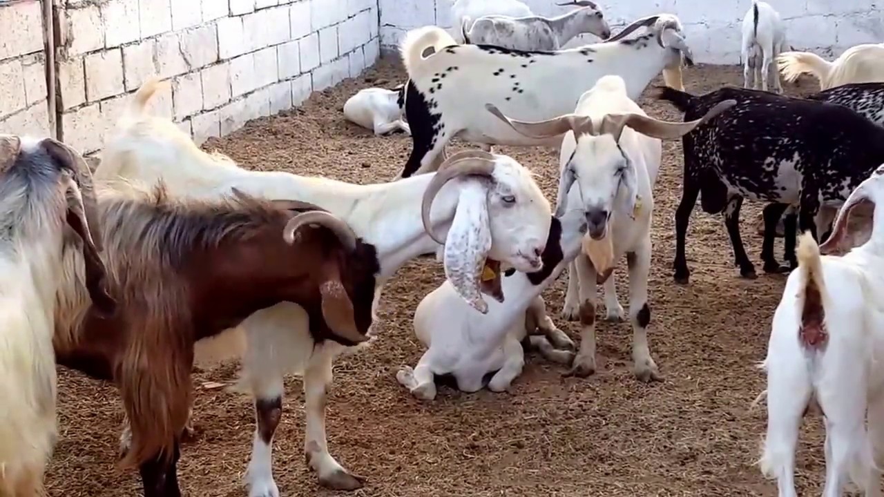 Sheep and goat farm | Modern Farming Method | Make money - YouTube