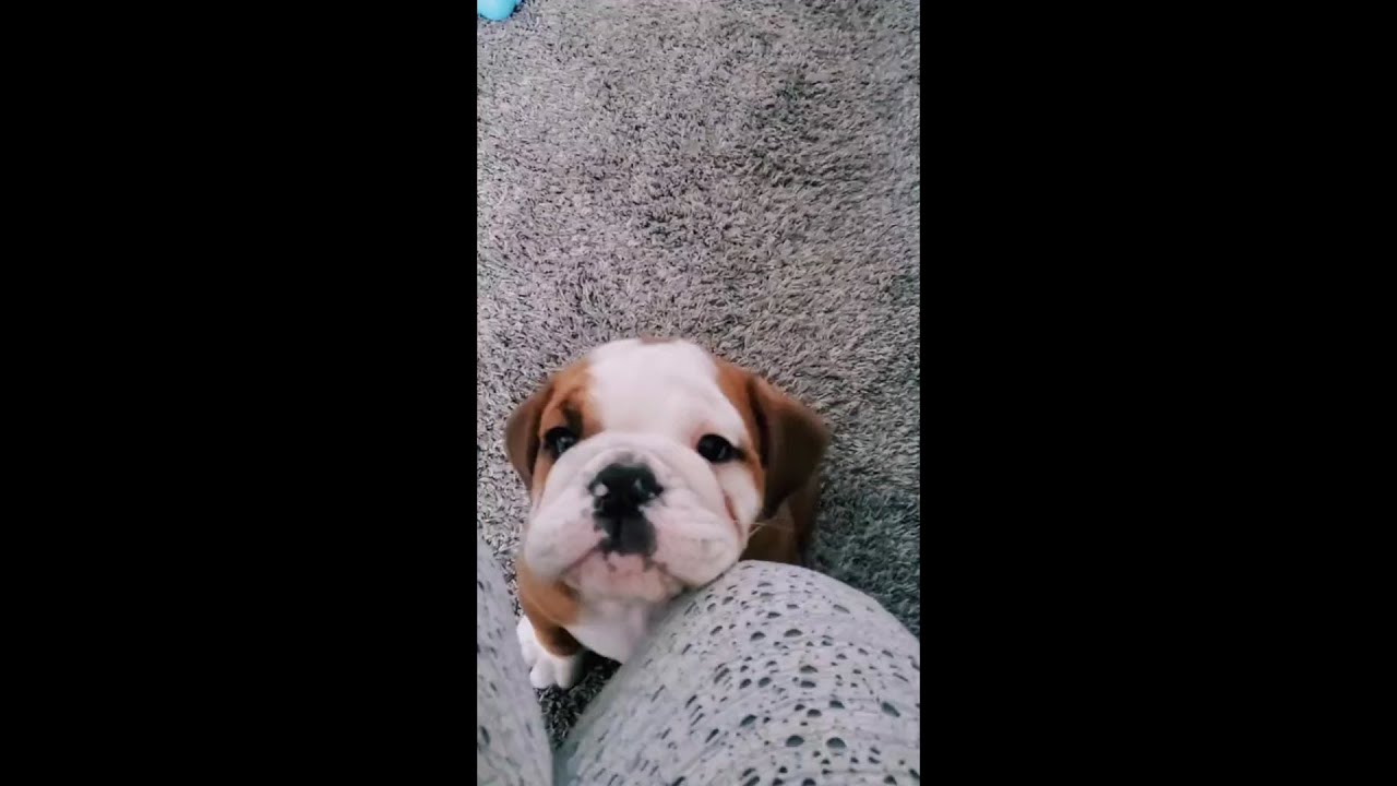 English Bulldog puppy crying #shorts - YouTube
