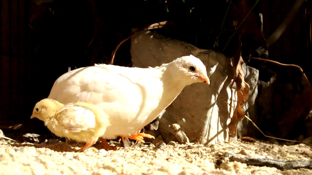 Codorna chinesa chocando - YouTube