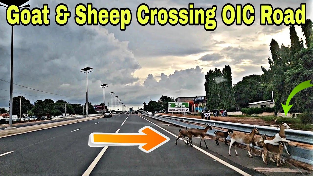 New OIC Road Drive | Goat & Sheep on the Road | Sting Corner to Kairaba ...