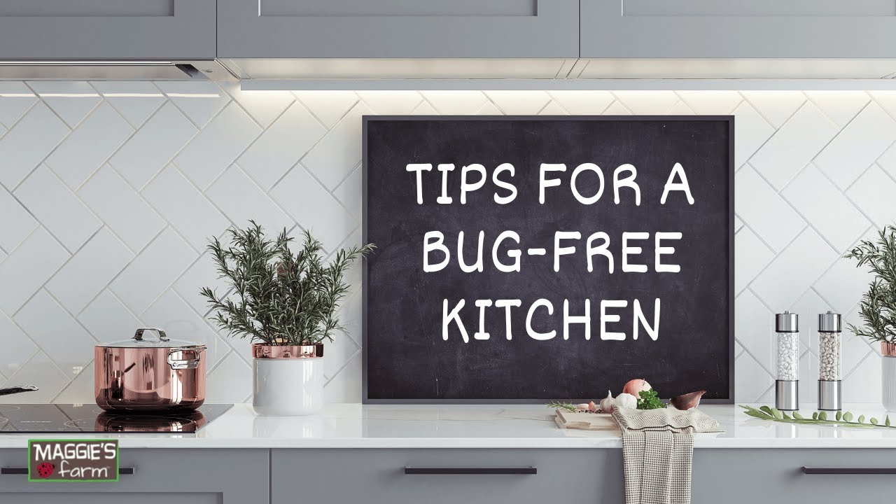 Tips for a Bug-Free Kitchen - YouTube