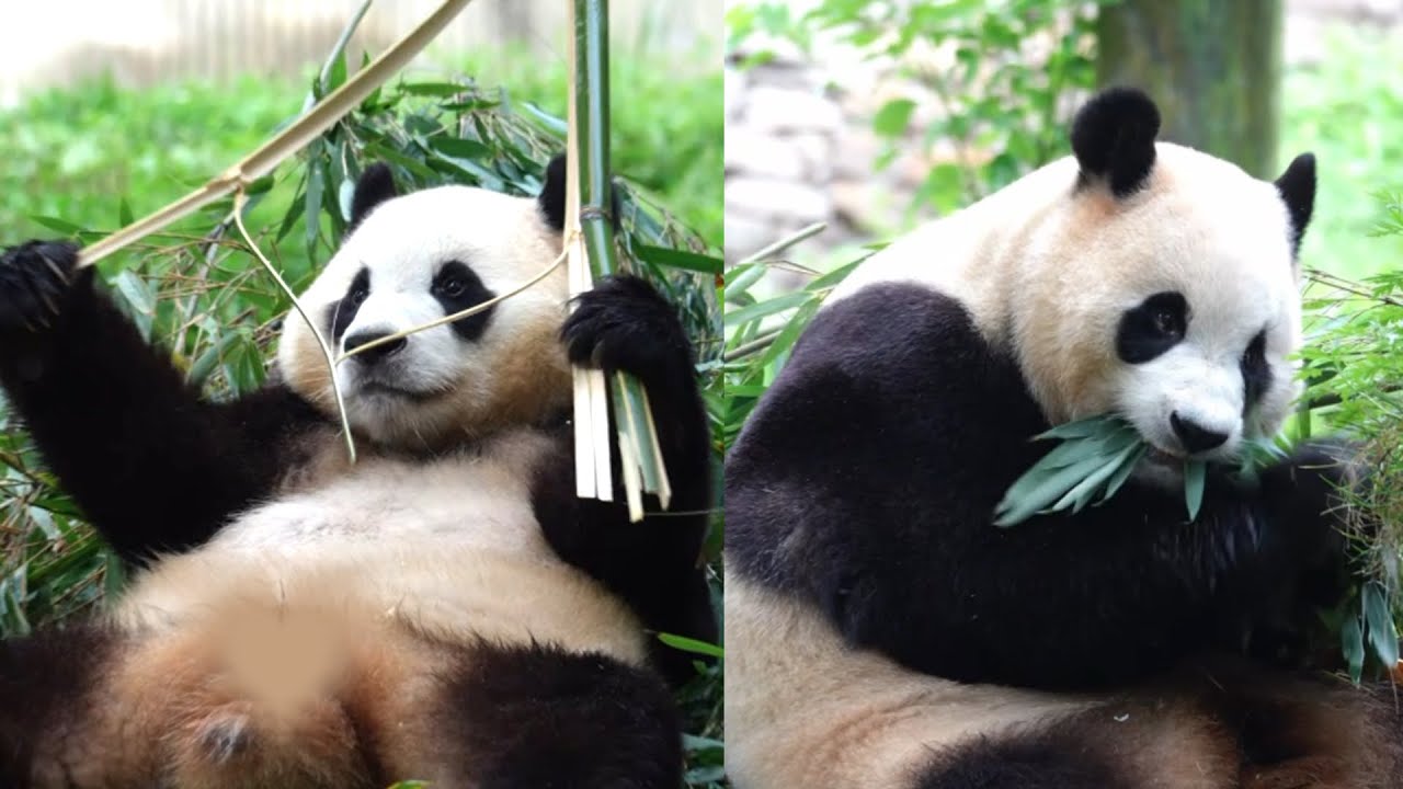 9.9 Panda Fu Bao #new #daily #update #panda #fubao #푸바오 #fyp #viral # ...