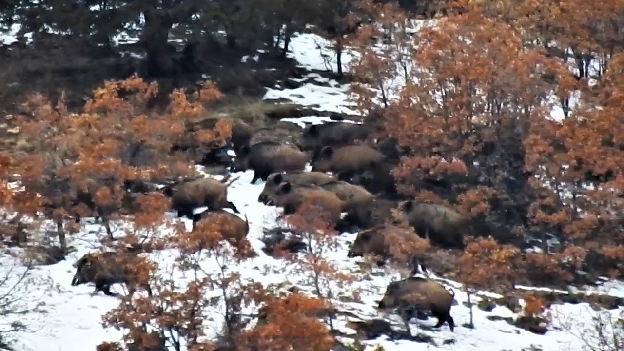 PERFECT WILD BOAR HUNT IN WINTER - 485 METREDEN VURULAN DOMUZ - YouTube