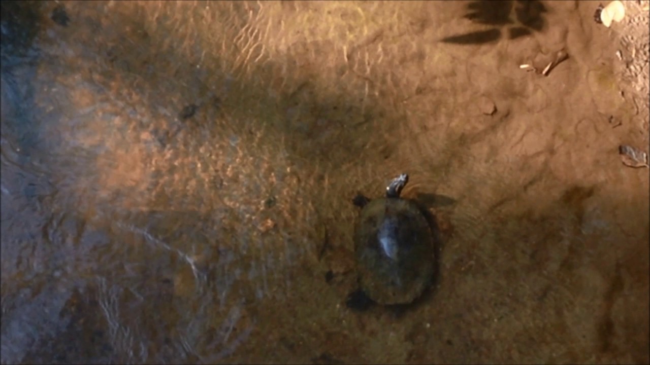 Poem for Turtle Island - YouTube