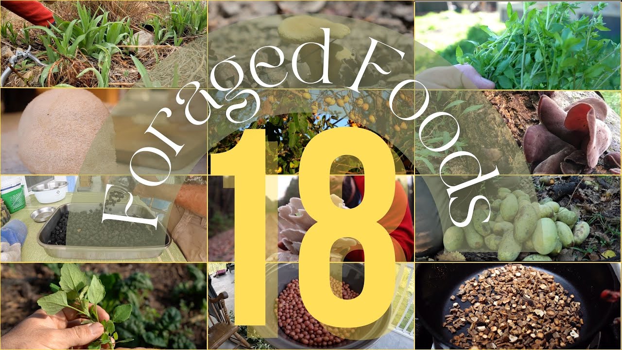 Top Southeastern Forage Finds - YouTube