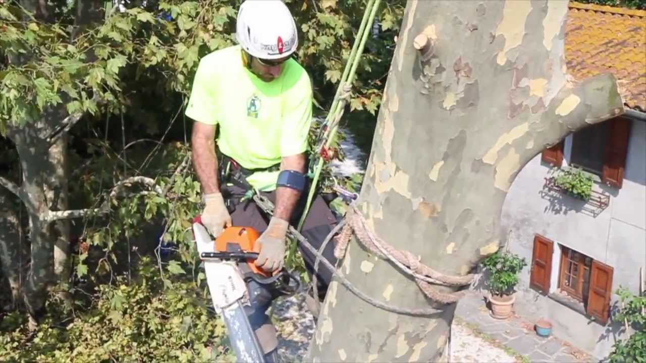 Abbattimento tree climbing - SIA Italia - YouTube