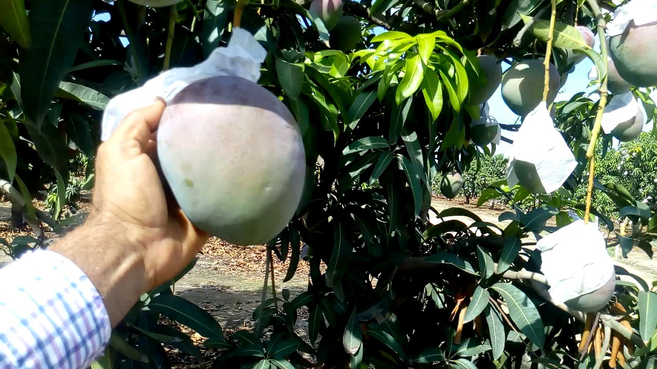 Cosecha de mango KENT. PERU. 26-02-2019 - YouTube