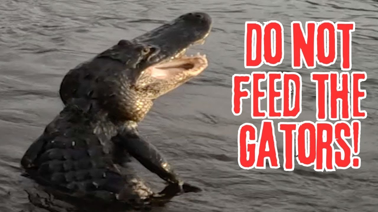 Don't Feed the Gators - YouTube