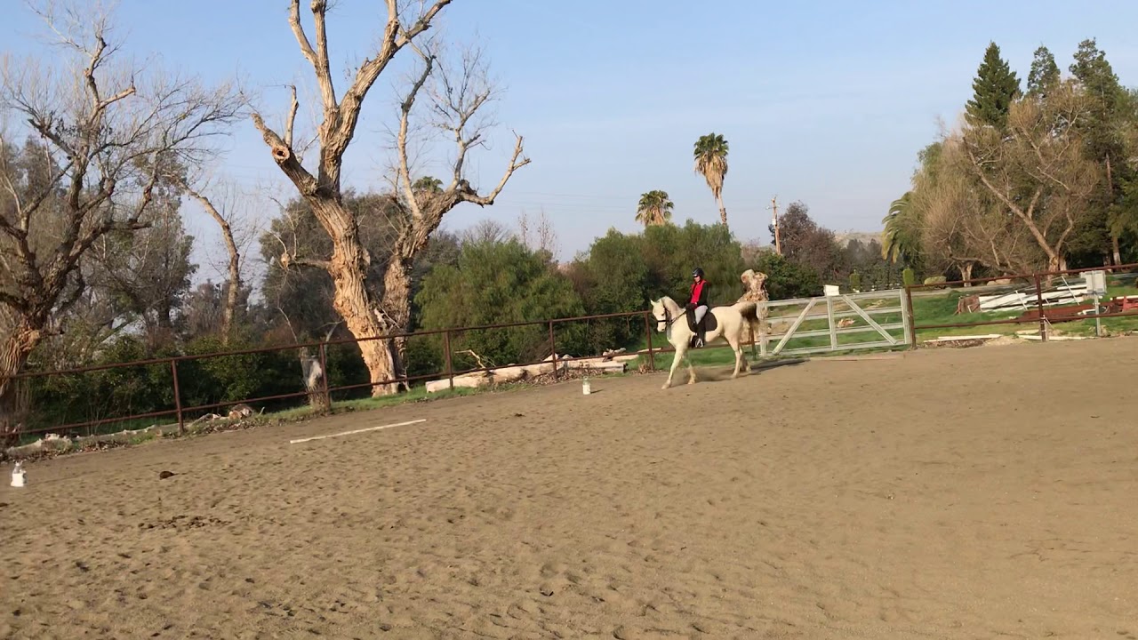 Flying Changes Exercise - YouTube