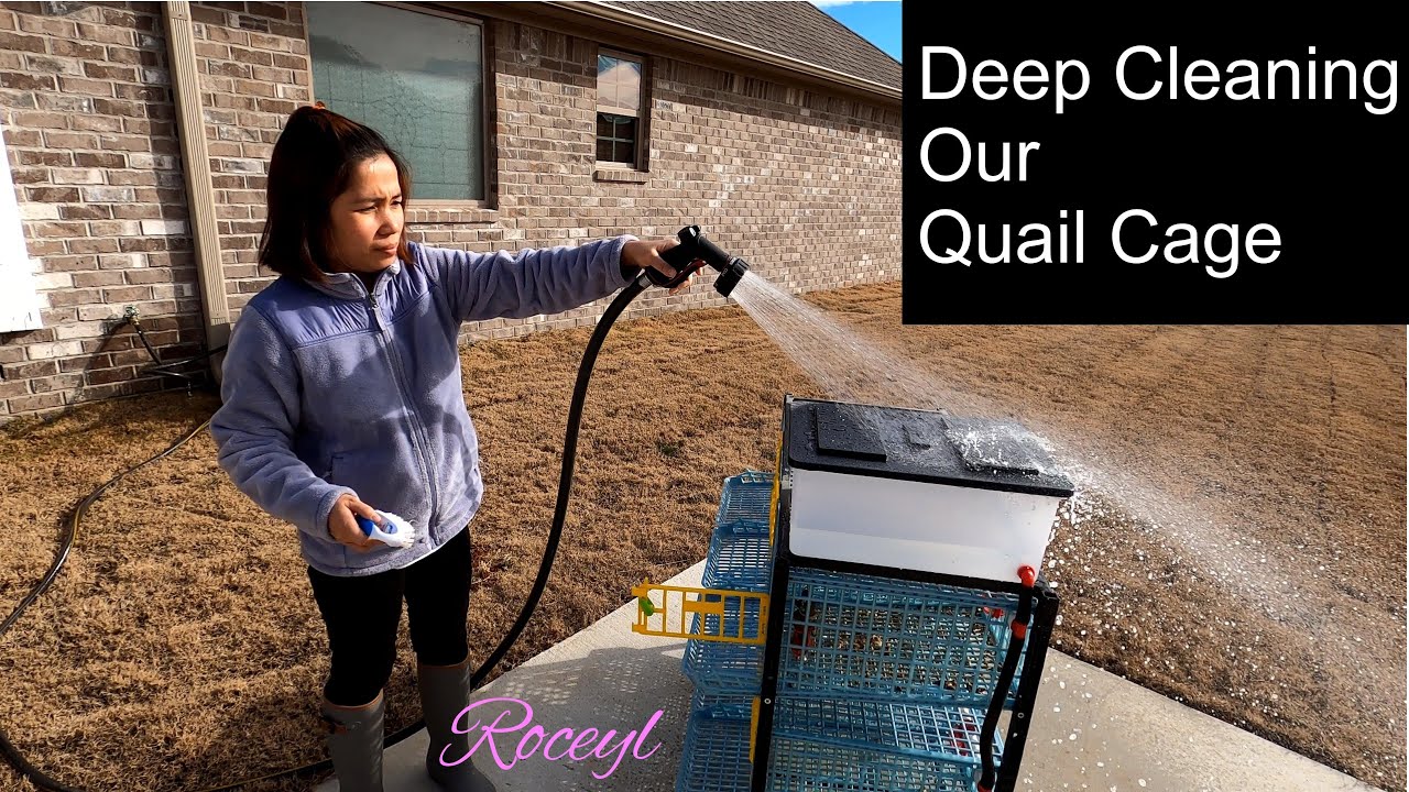 Deep Cleaning Our Hatching Time Comfortplast Quail Cage | Coturnix ...