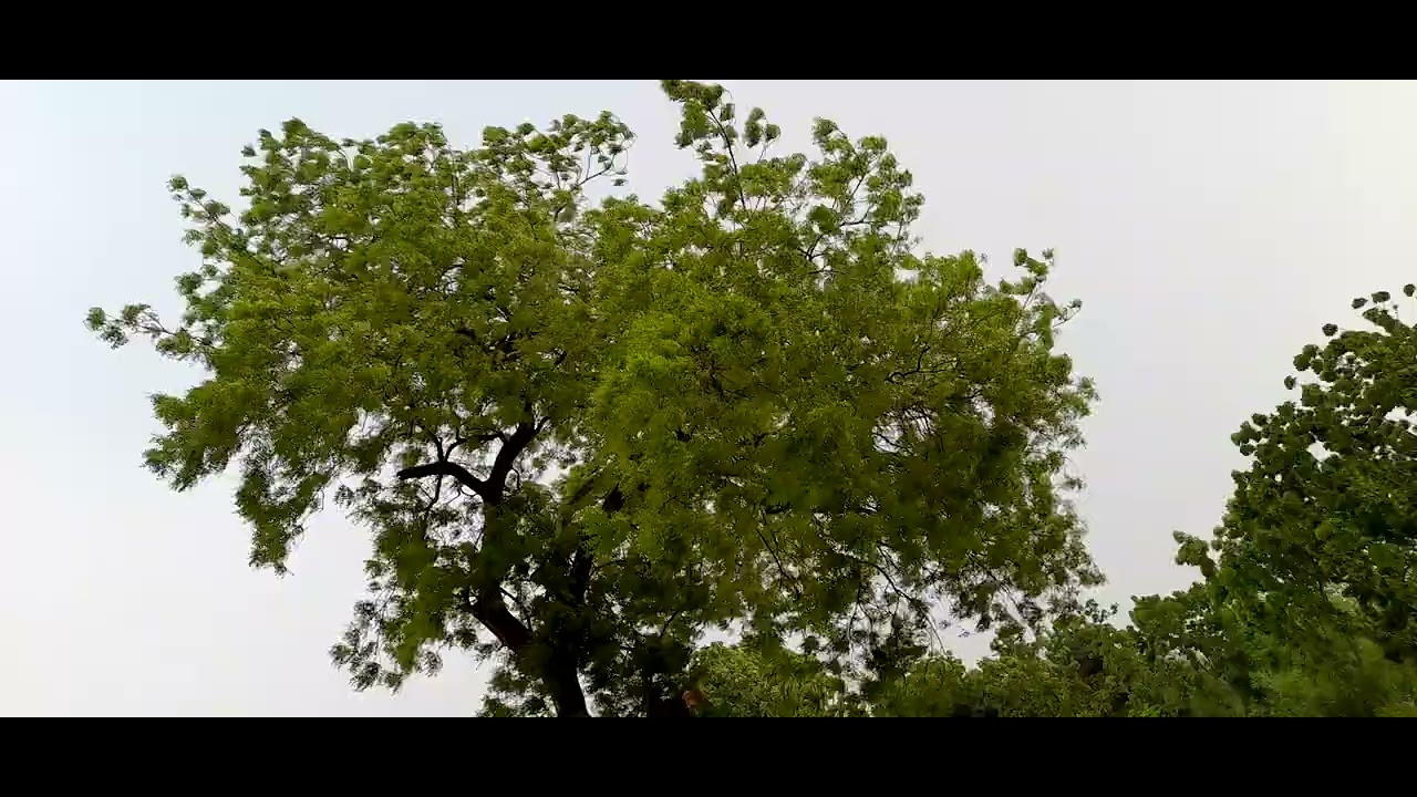 Roar of Wind - YouTube