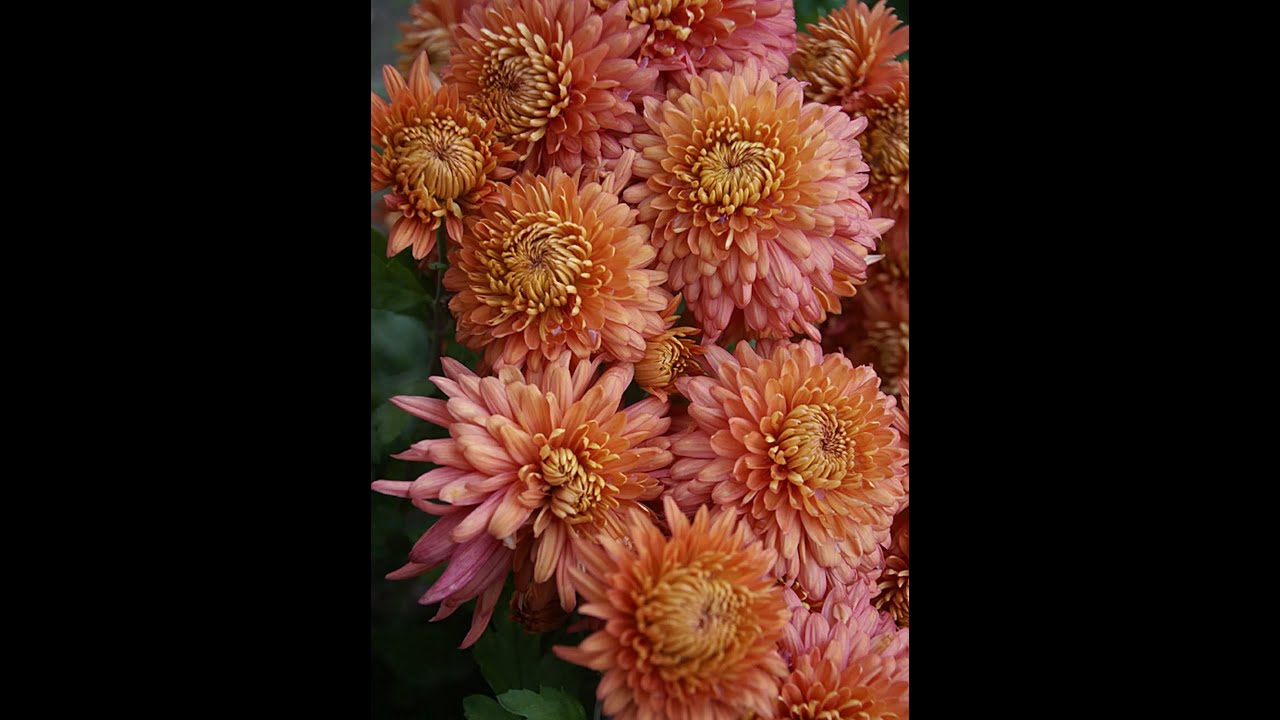 Garden Tour - Heirloom & Hybrid Mums, Sedum and Asters in my Fall ...