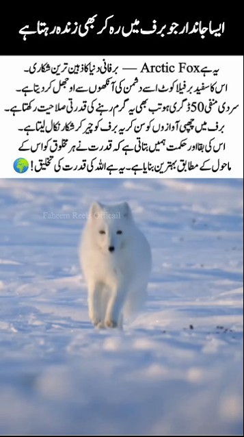 Arctic Fox ️🦊 – Amazing Nature & Wildlife Animal! 🌿 #WildAnimals # ...