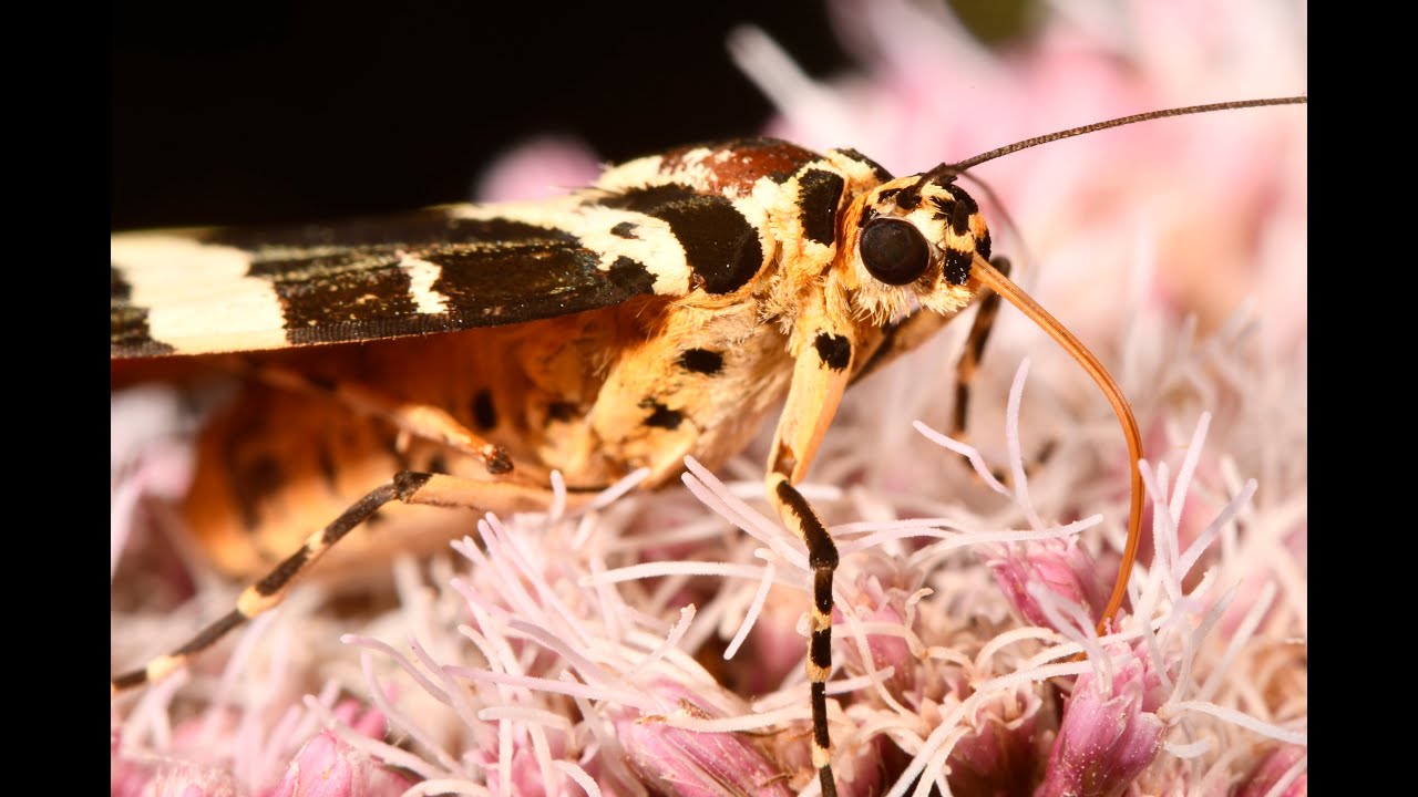 Jersey Tiger Moth Euplagia quadripunctaria feeding on Hemp agrimony ...
