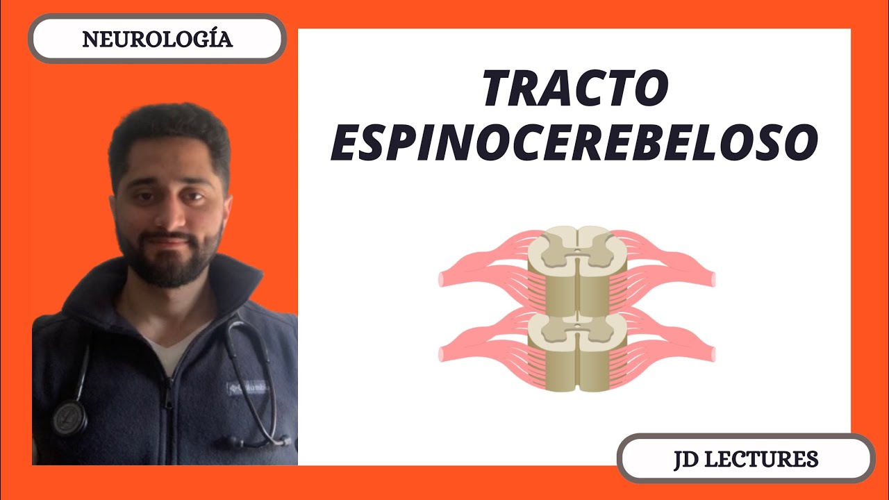 TRACTO ESPINOCEREBELOSO | TRACTOS ASCENDENTES | NEUROLOGÍA - YouTube
