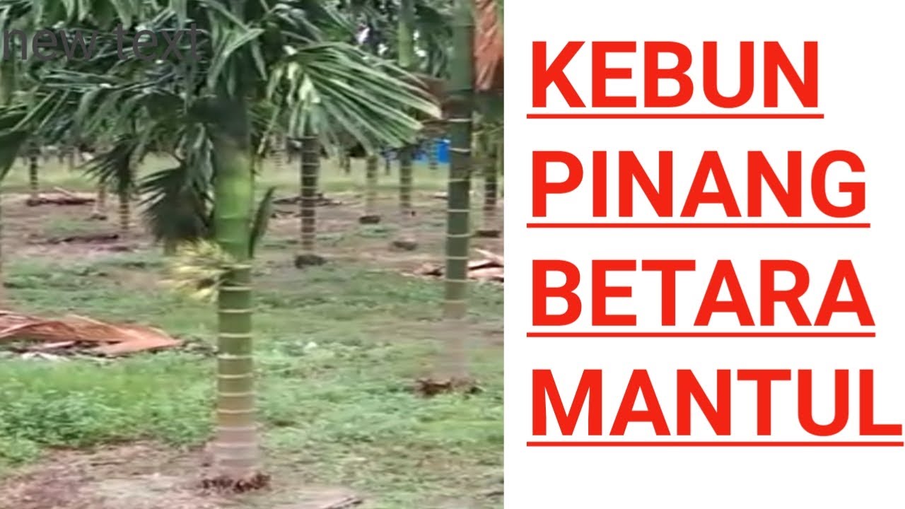 BEGINILAH KEBUN PINANG BETARA - YouTube
