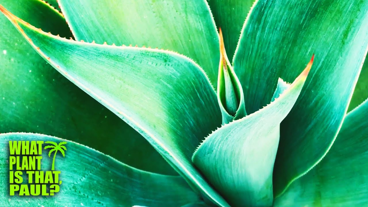 Ultimate AGAVE TOUR (Mega Mix) / Agave Angustifolia, AGAVE BRACTEOSA ...
