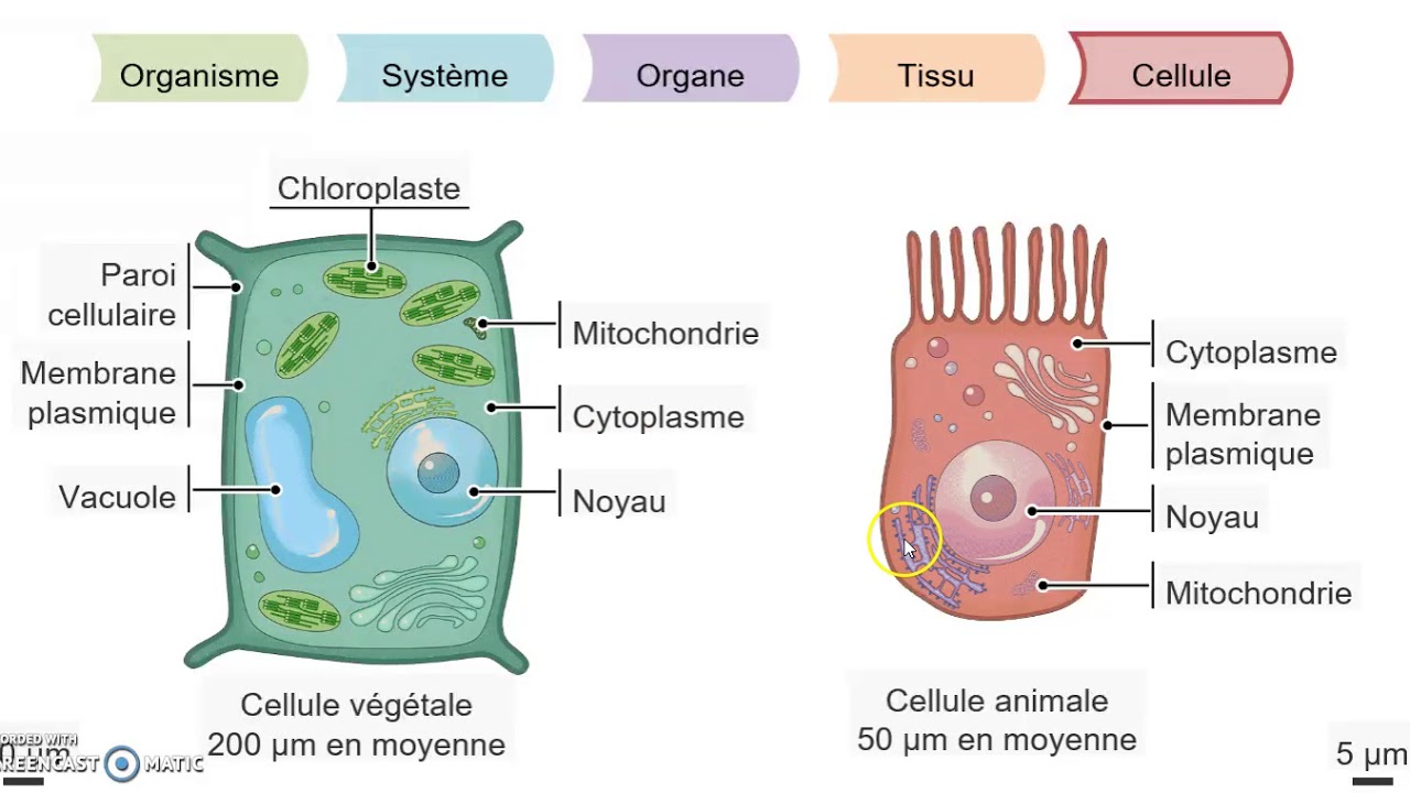 Organisme, Système, Organe, Tissu et Cellule - YouTube