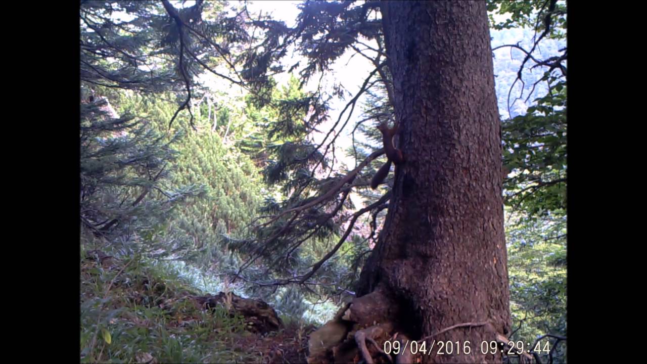 Eichhörnchen spielen - vevericky sa hraju, - YouTube