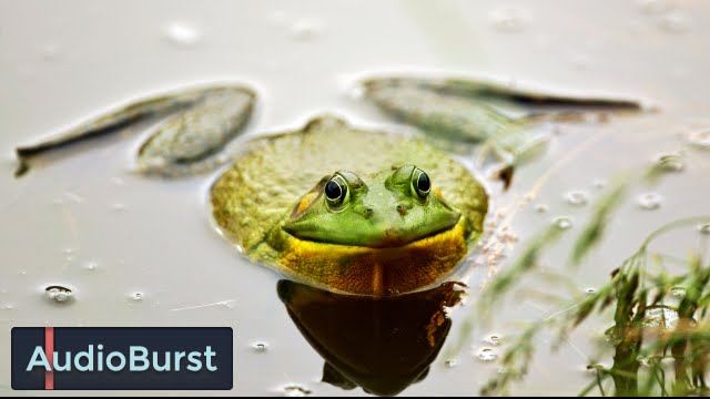 The Legend Of The Frogman Of Loveland: Half Man, Half Frog - YouTube