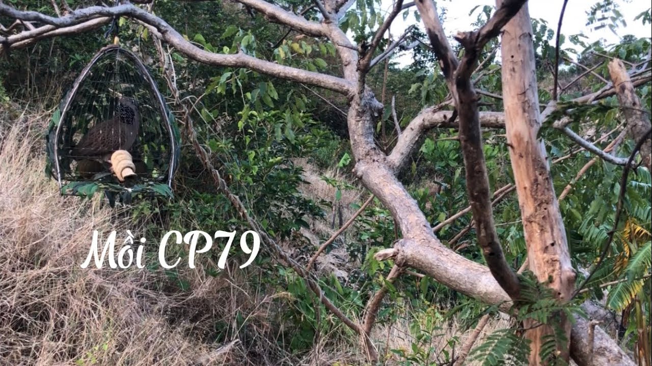 Clip 151. Mồi CP79 chạm trán cao thủ nhưng gặp phải cái kết … - YouTube