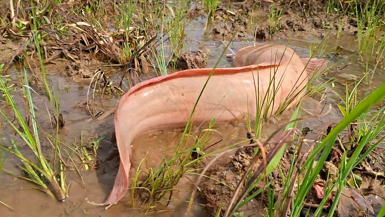 Top Amazing Fishing! Catching red fish in the rice fields by hand - YouTube