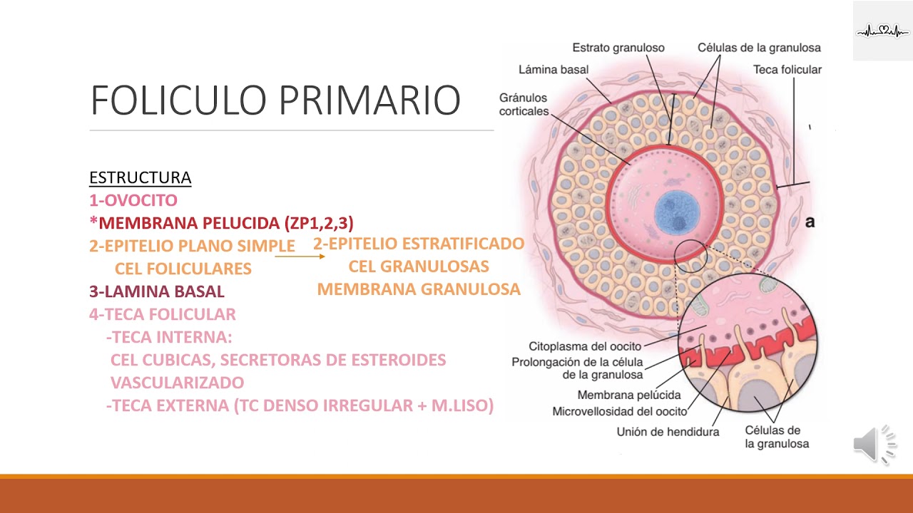 DESARROLLO FOLICULAR. HISTOLOGIA - YouTube