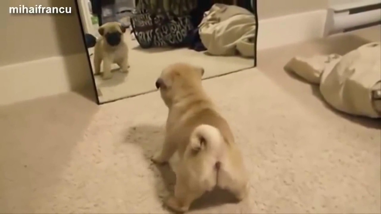 Cute Pug Puppy Scared Of His Reflection - YouTube