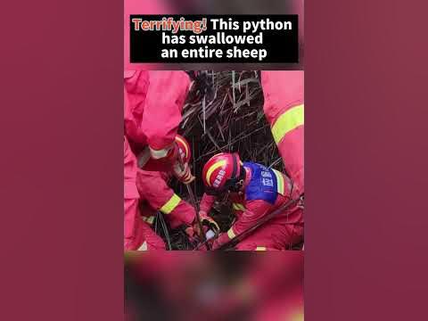 #Terrifying! The #python swallowed a live #sheep and hid in the bushes ...