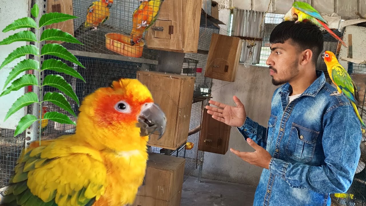 Birds itching problem solve/Agar apke v birds ko itching horha to ye ...