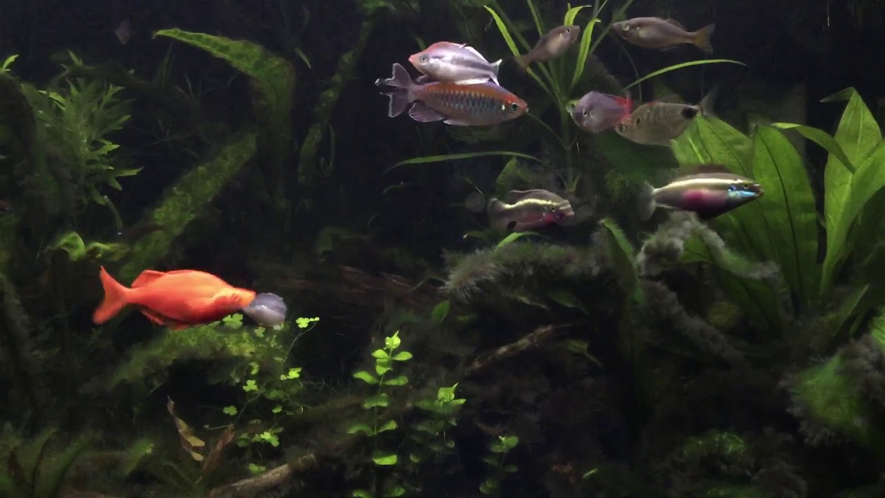 Pelvicachromis sacrimontis “Azumini River” - YouTube