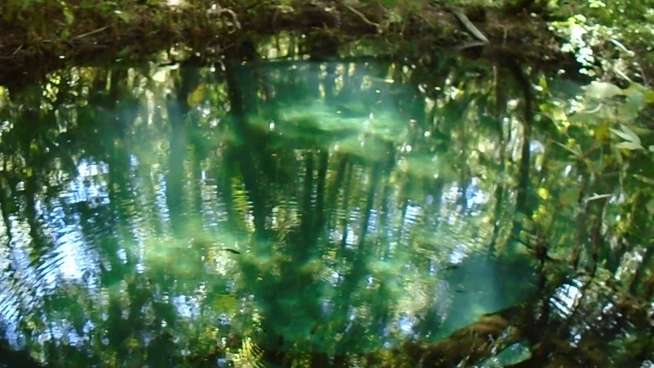 BlackWater Spring at Seminole State Forest Lake Tracy Unit - YouTube
