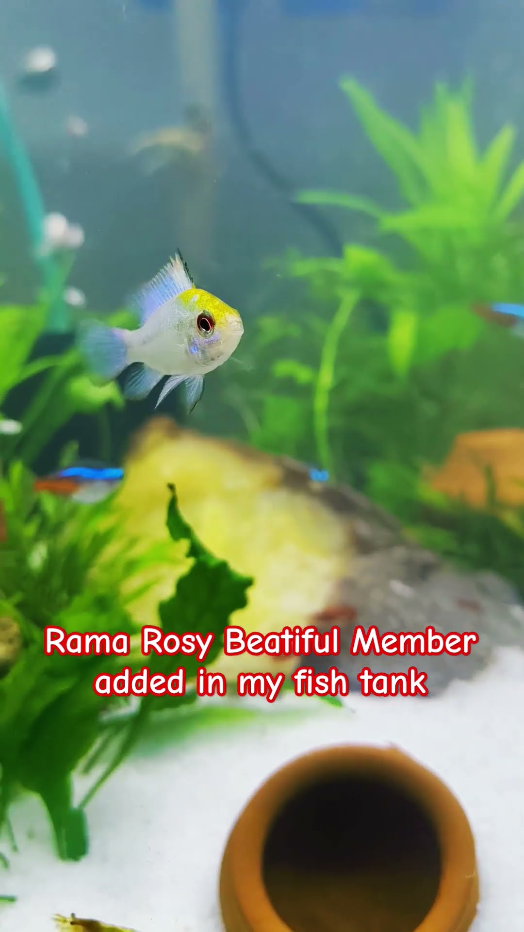 Electric Blue Rama Rosy Fish pair 🐠🐟 added in my fishtank #fish #ram # ...