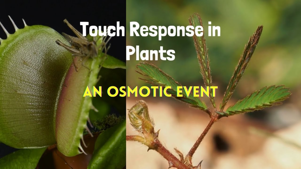 An Osmotic event in plants #science #sciencekudi #research #study # ...