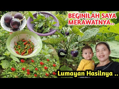PANEN TIGA JENIS SAYUR HASIL TANAM SENDIRI SERTA PERAWATAN DI DALAM DAN ...