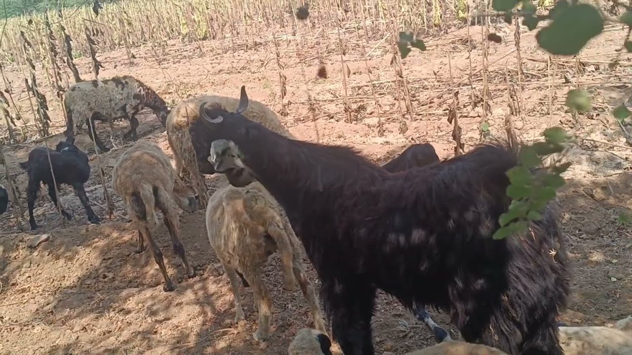 Sheep Vs Goat Meeting | Animal Meeting | Goat Meeting - YouTube