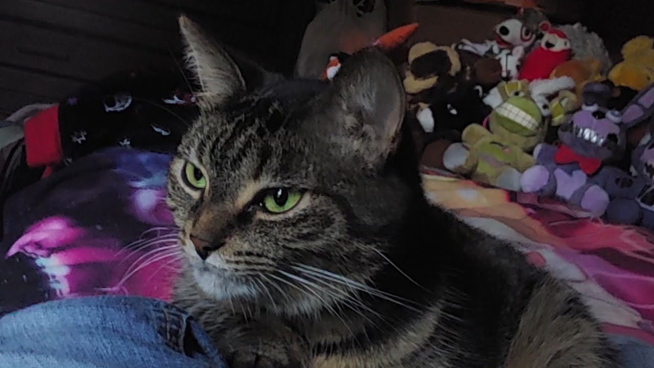 Just chilling with my cat | Little playful and petting - YouTube
