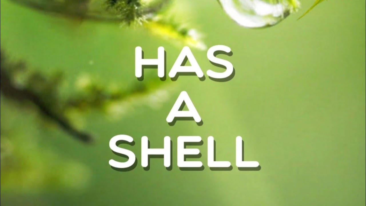 Has a shell, Level 65, Word Crush Answers. - YouTube