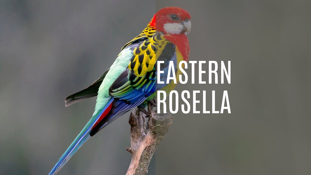 The Colorful Lives of Eastern Rosella Birds - YouTube