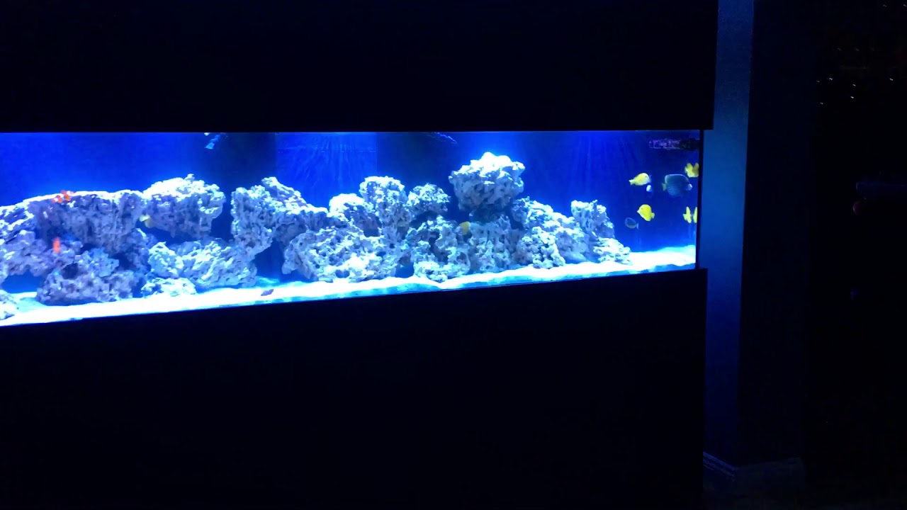 9ft Marine Fish Tank - YouTube