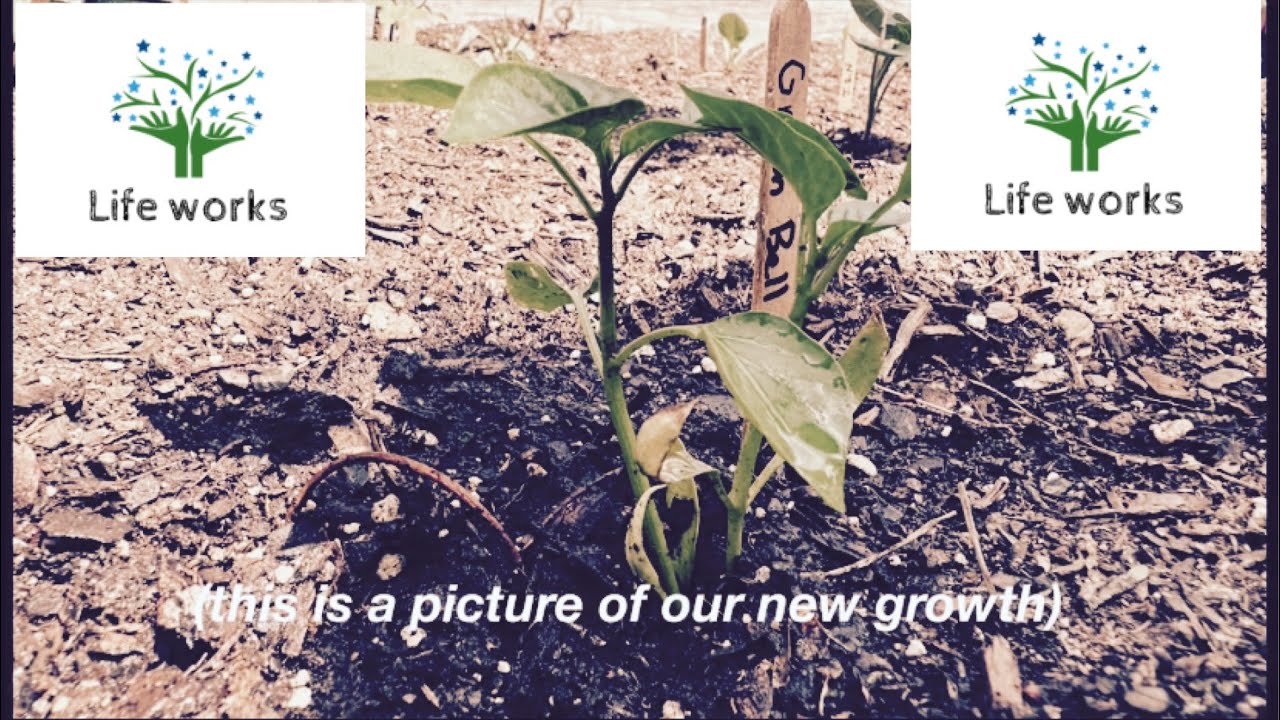 LifeWorks (with MRMS) || Week 2 - “When do i know when to water?” - YouTube