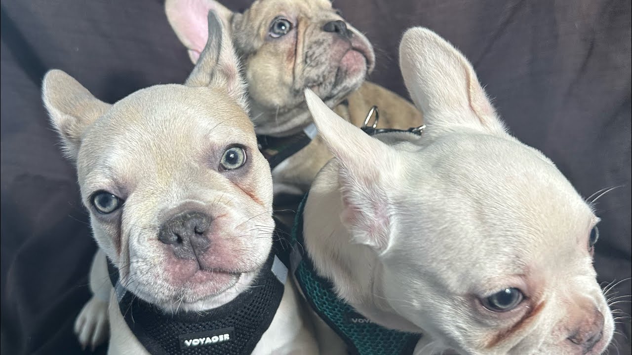 FRENCH BULLDOG FLUFFY CARRIERS 13 WEEKS OLD RICHMOND VA GREATER AREA ...