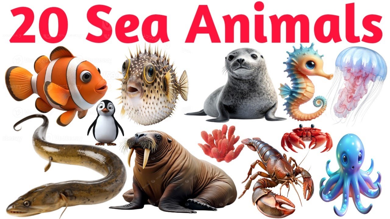 20 sea animals name | sea creatures names|water animals name in english ...
